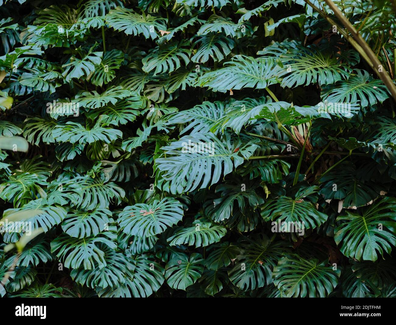 Wall of big Monstera plants Stock Photo - Alamy