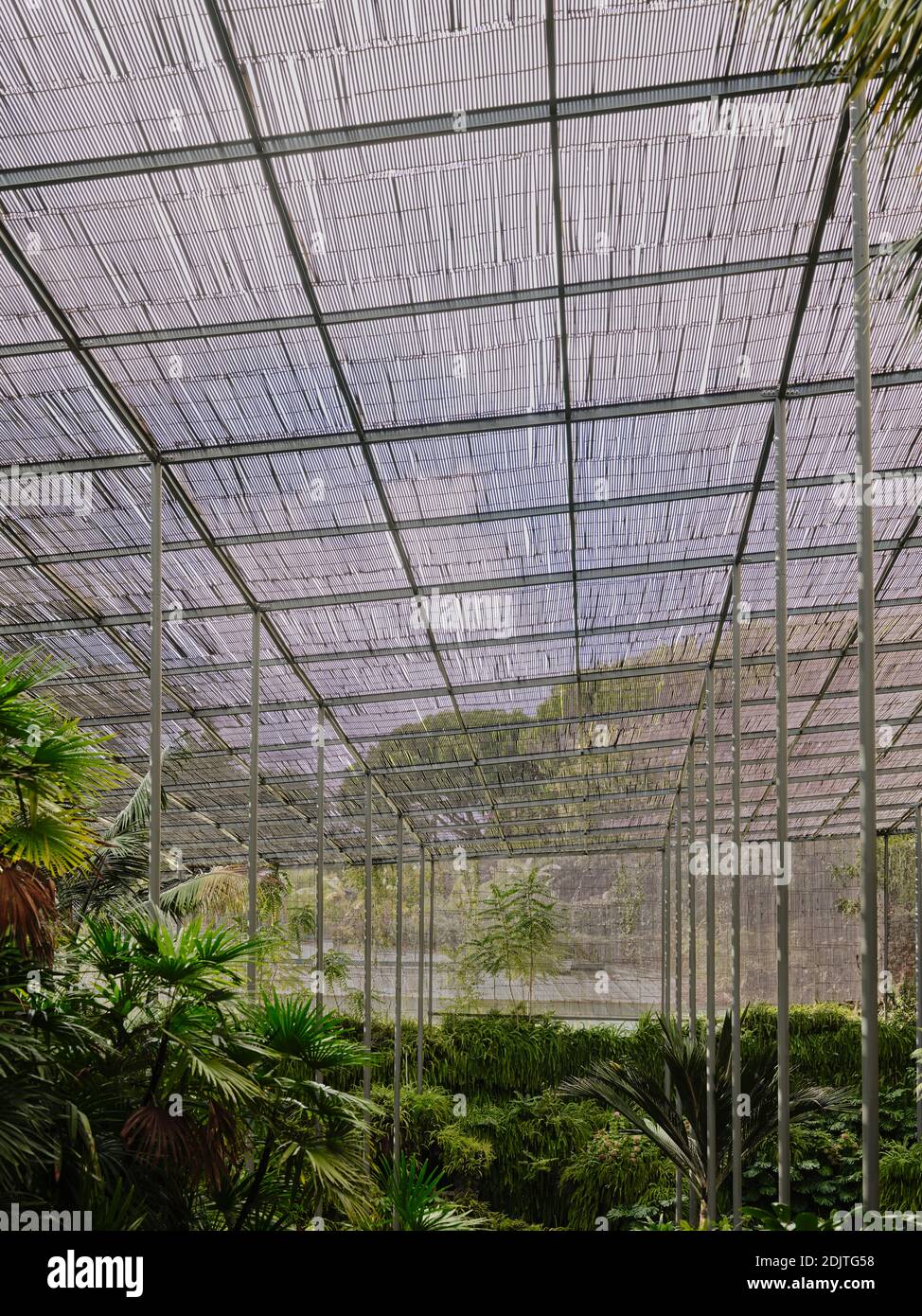 Tree framed at Estufa Fria Botanic Gardens Stock Photo - Alamy