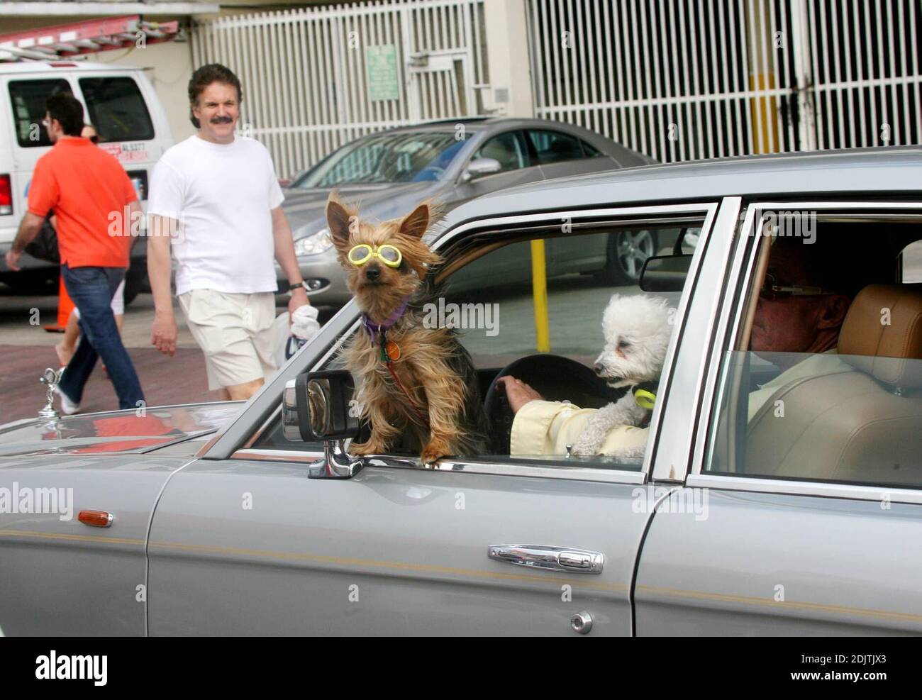 These cool dogs were spotted on Miami's South Beach as their master ...