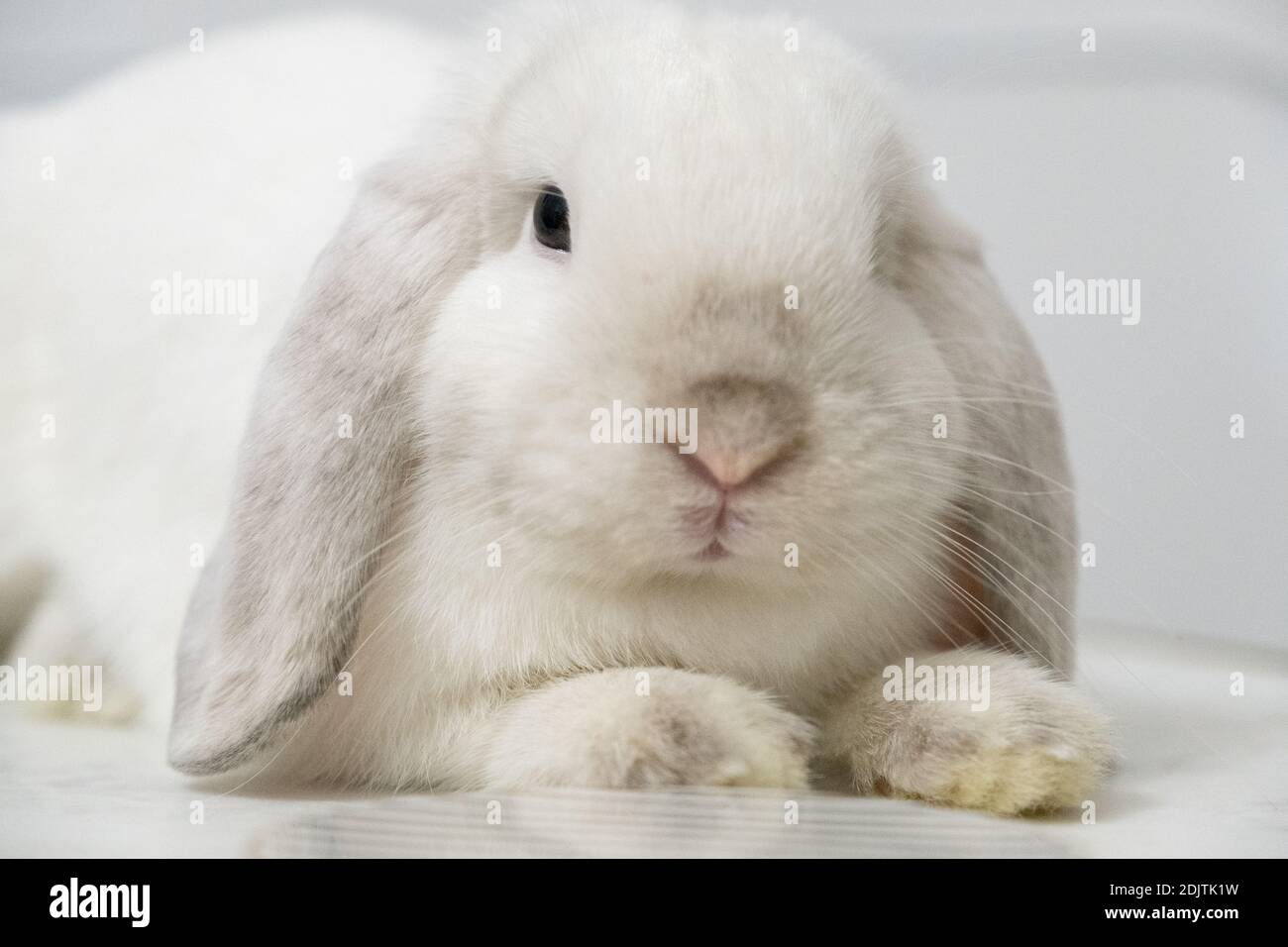 A loped ear white pet rabbit looking at the camera in white background ...