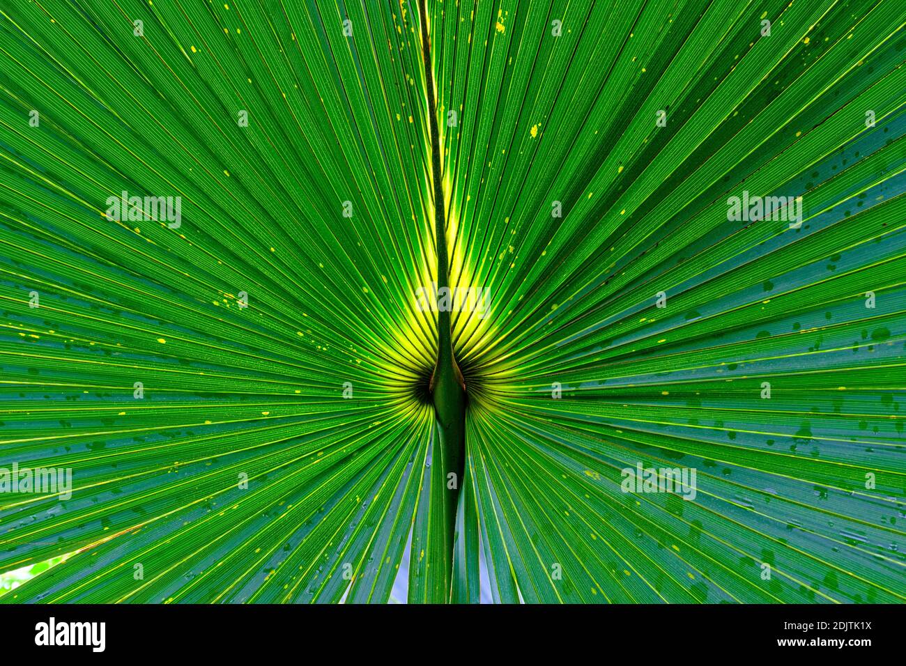 A pattern of green leaf filling the frame Stock Photo - Alamy