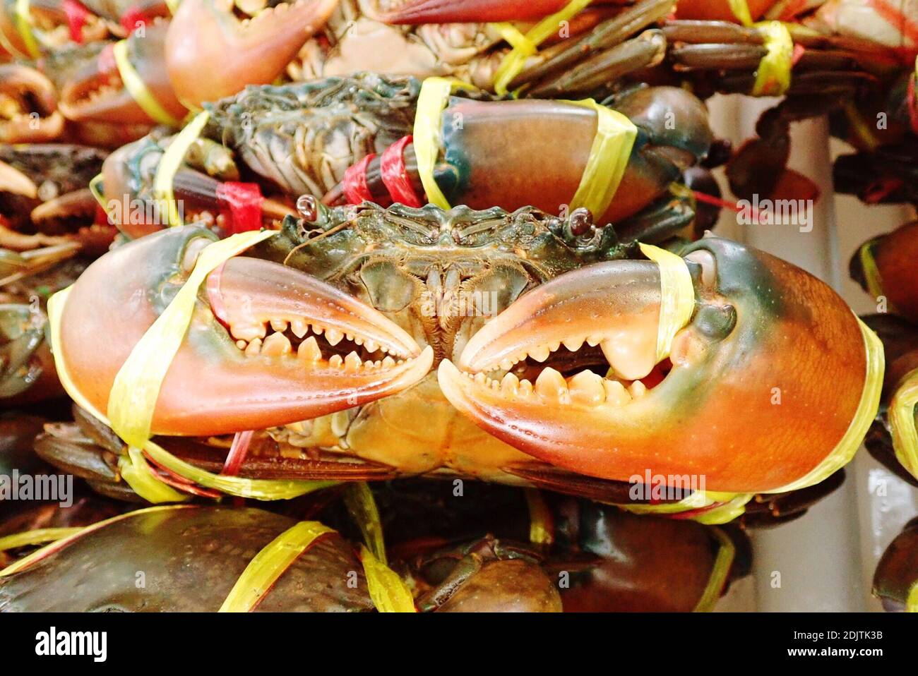 Tied up crabs High Resolution Stock Photography and Images - Alamy