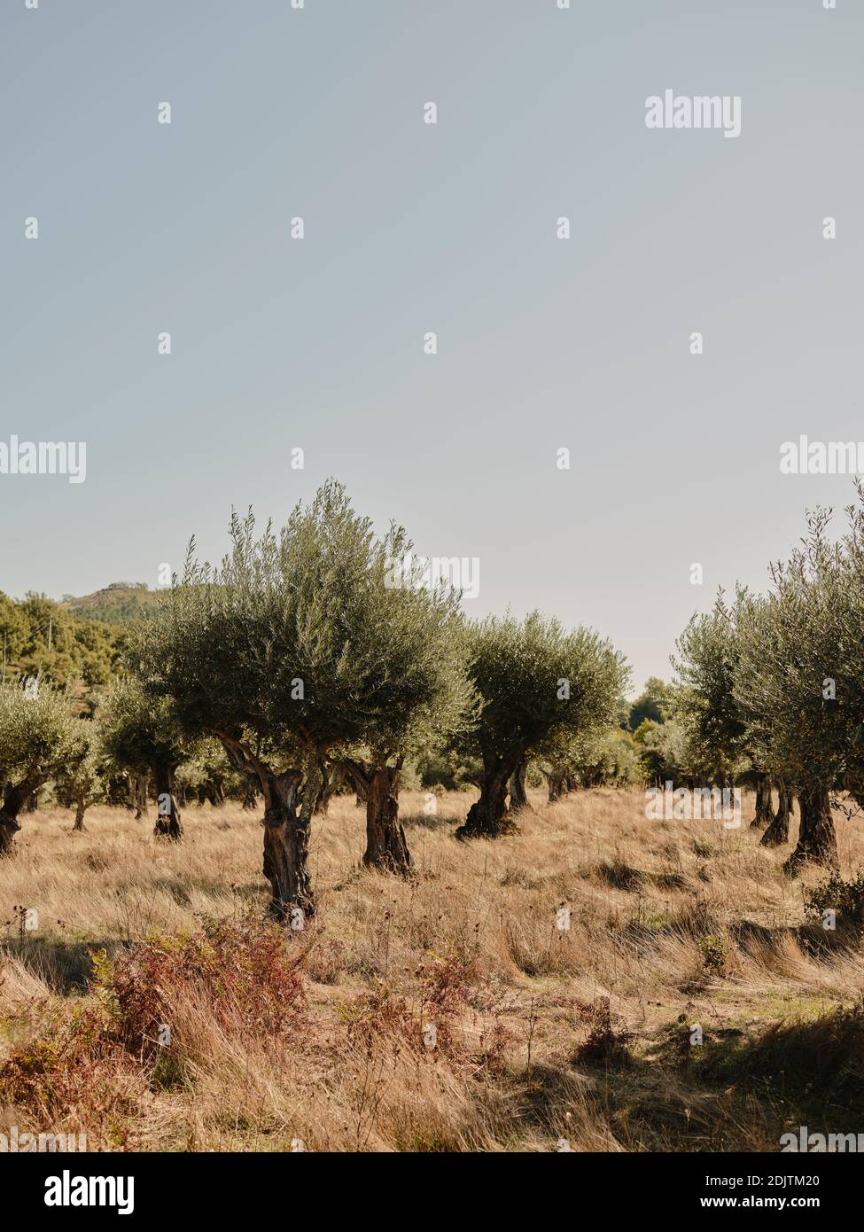 Portuguese countryside hi-res stock photography and images - Alamy