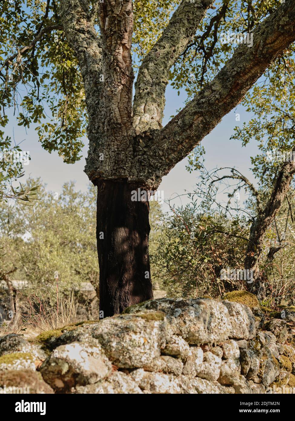 Cork tree in portugal hi-res stock photography and images - Alamy