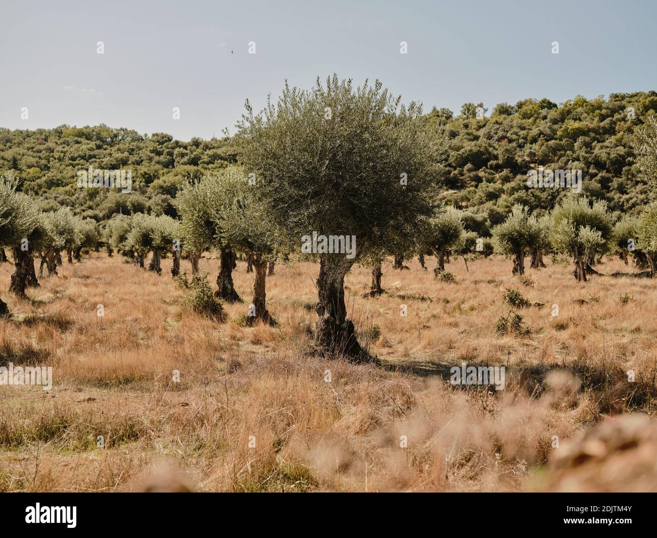 Portuguese countryside hi-res stock photography and images - Alamy