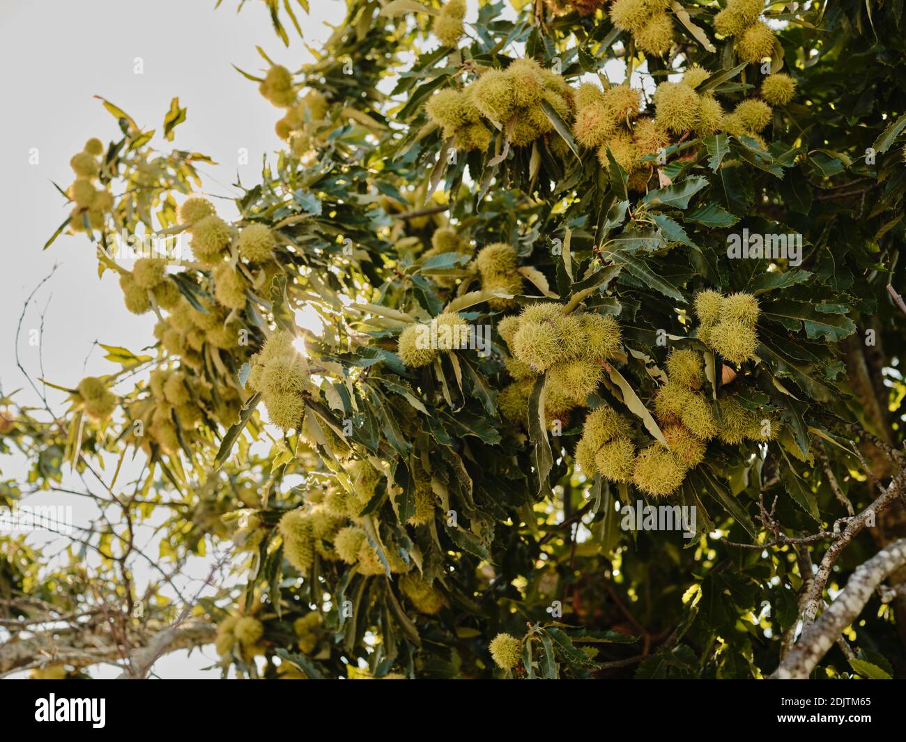 Hiking trail in chestnut hi-res stock photography and images - Alamy