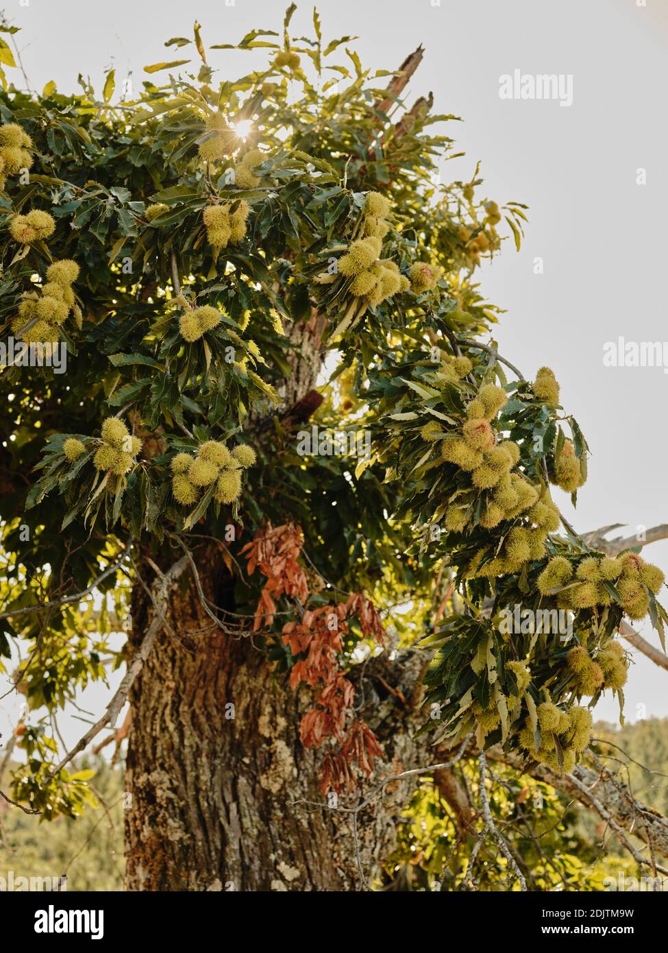 Portuguese Chestnut High Resolution Stock Photography and Images - Alamy
