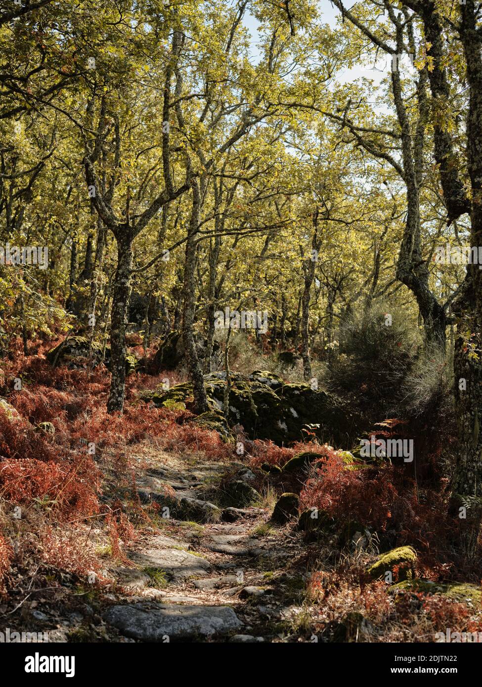 Portuguese forest hi-res stock photography and images - Alamy