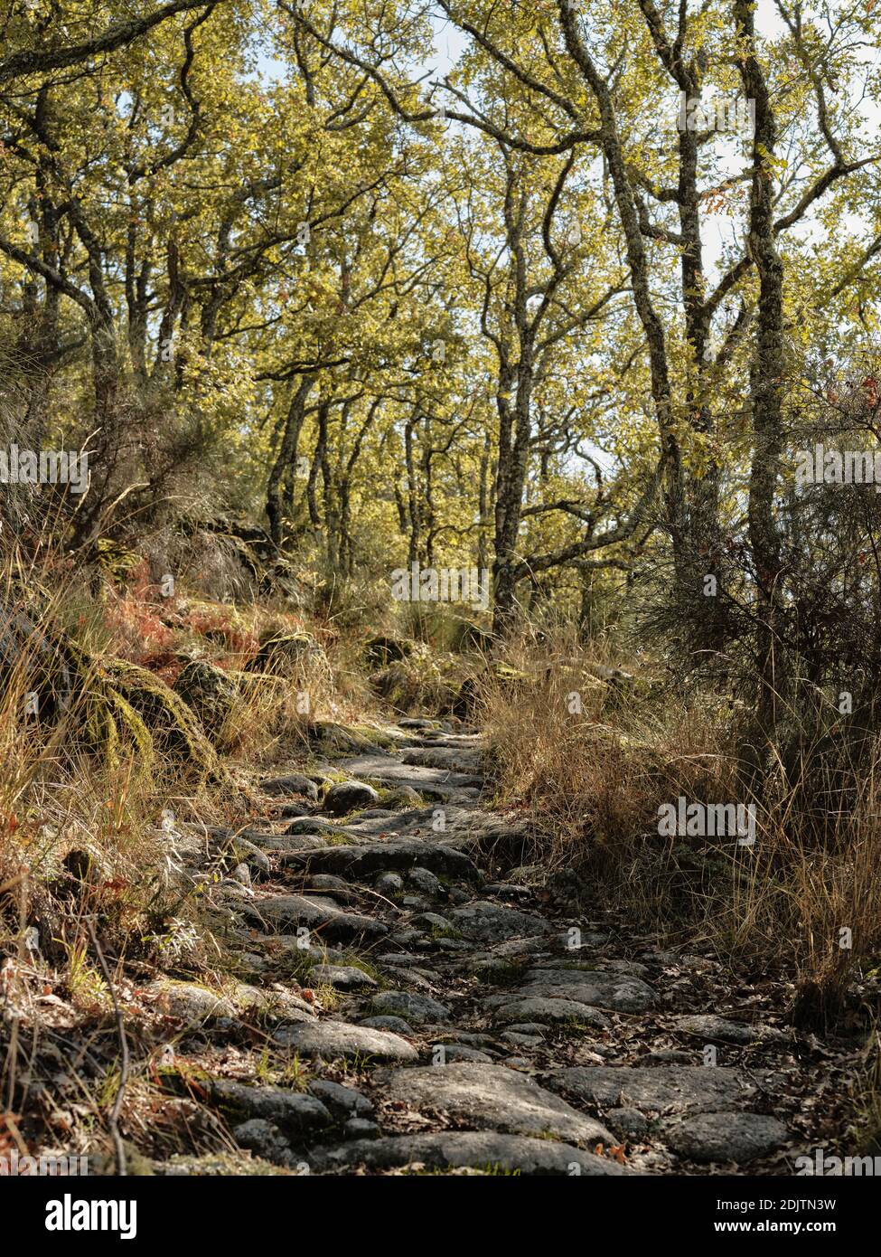 Hiking trail in Portuguese forest on the way to MarvÃ£o Stock Photo - Alamy
