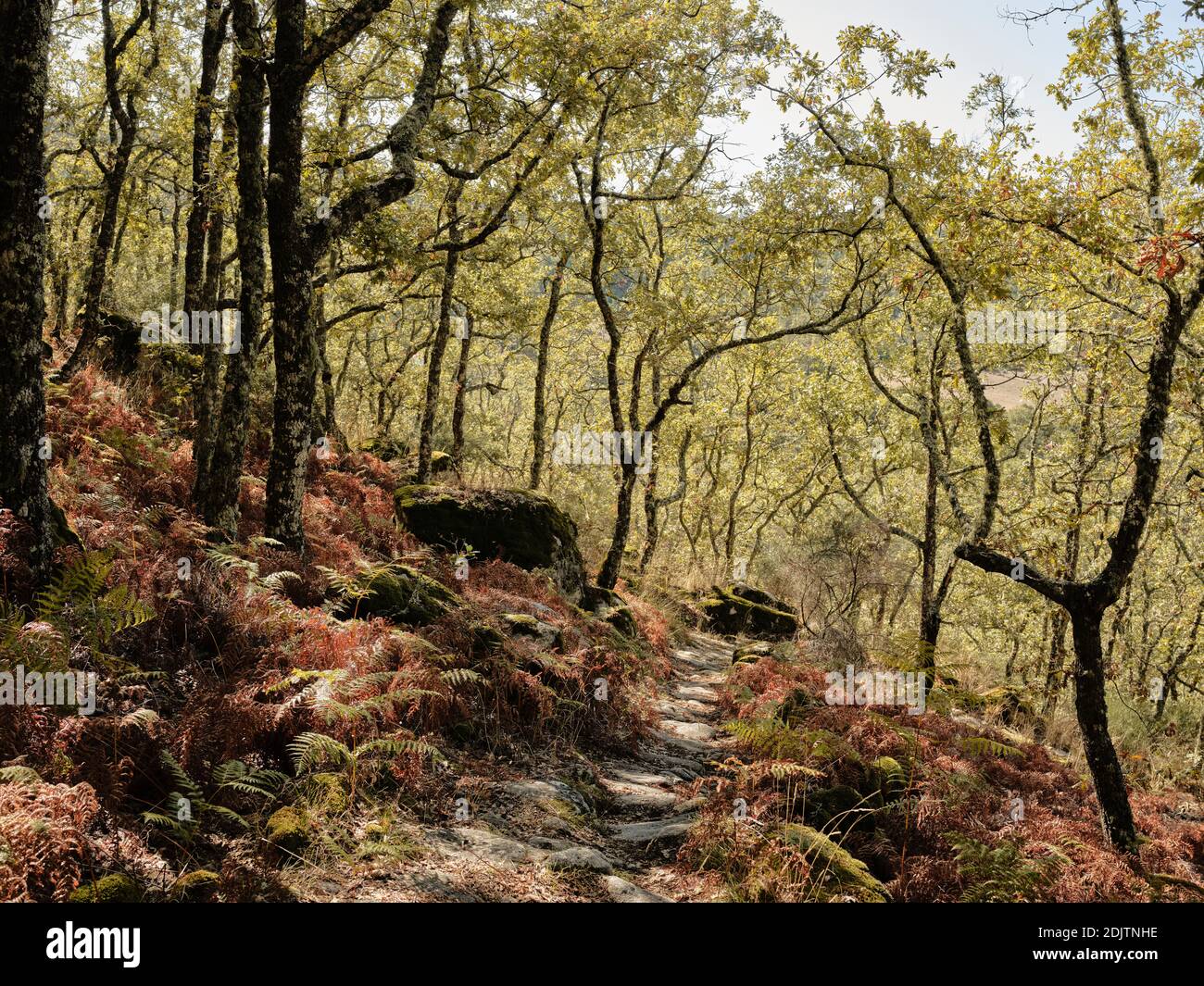 Hiking trail in Portuguese forest on the way to MarvÃ£o Stock Photo - Alamy