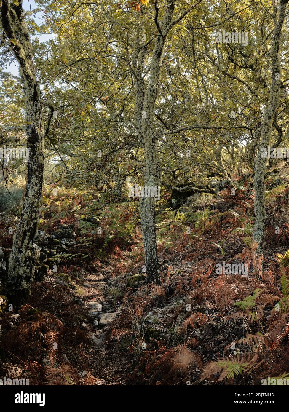 Portuguese forest hi-res stock photography and images - Alamy