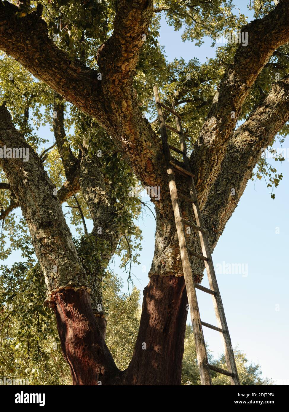 Portugal cork tree hi-res stock photography and images - Alamy