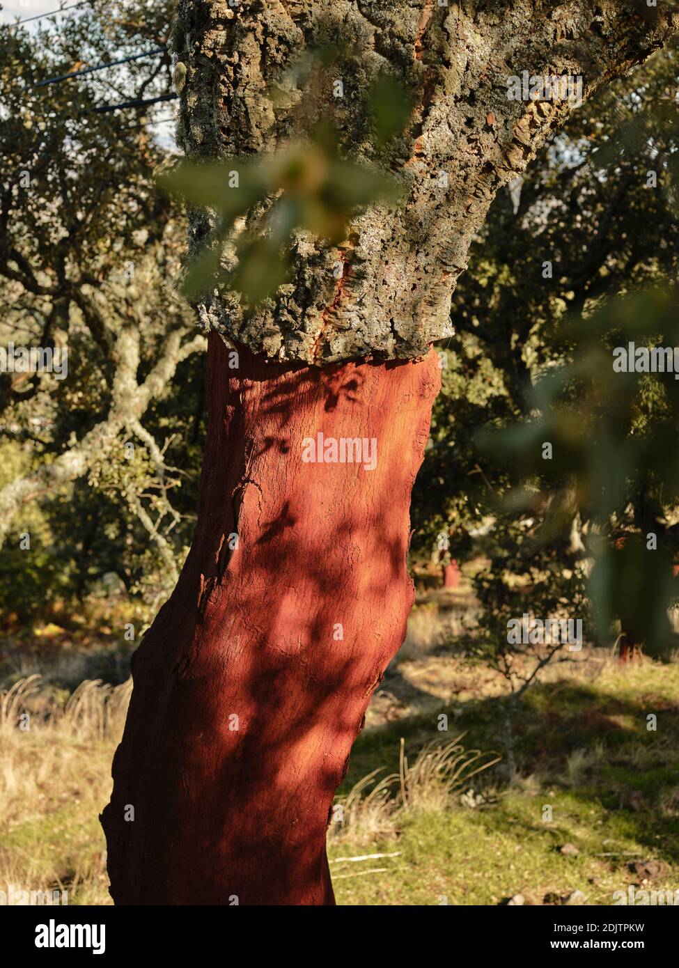 Cork tree in portugal hi-res stock photography and images - Alamy