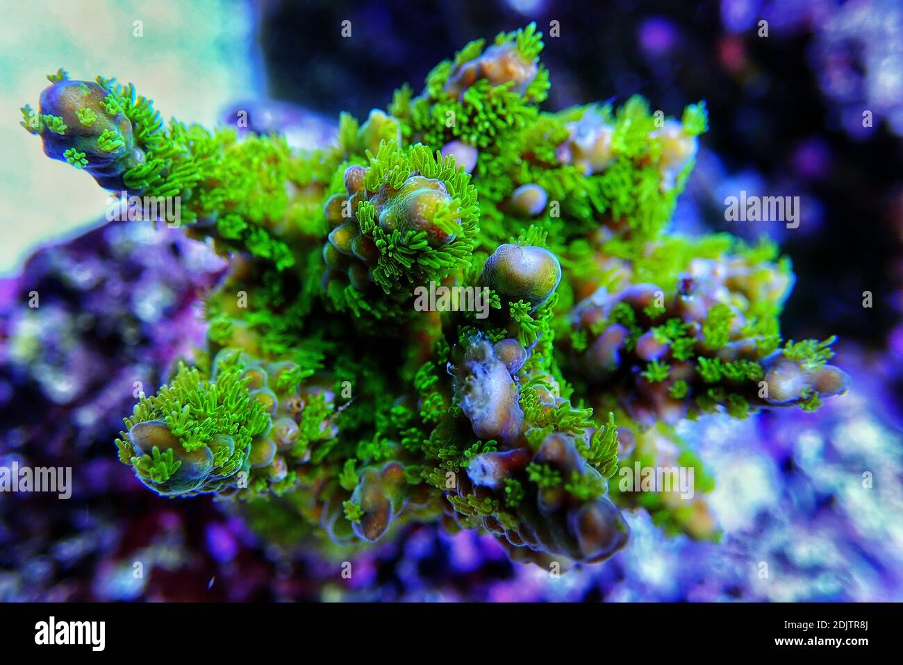 Acropora Microclados species of beautiful stony coral in reef aquarium ...