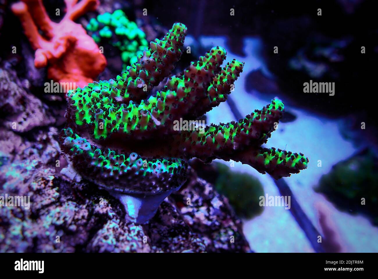 Acropora Microclados species of beautiful stony coral in reef aquarium ...