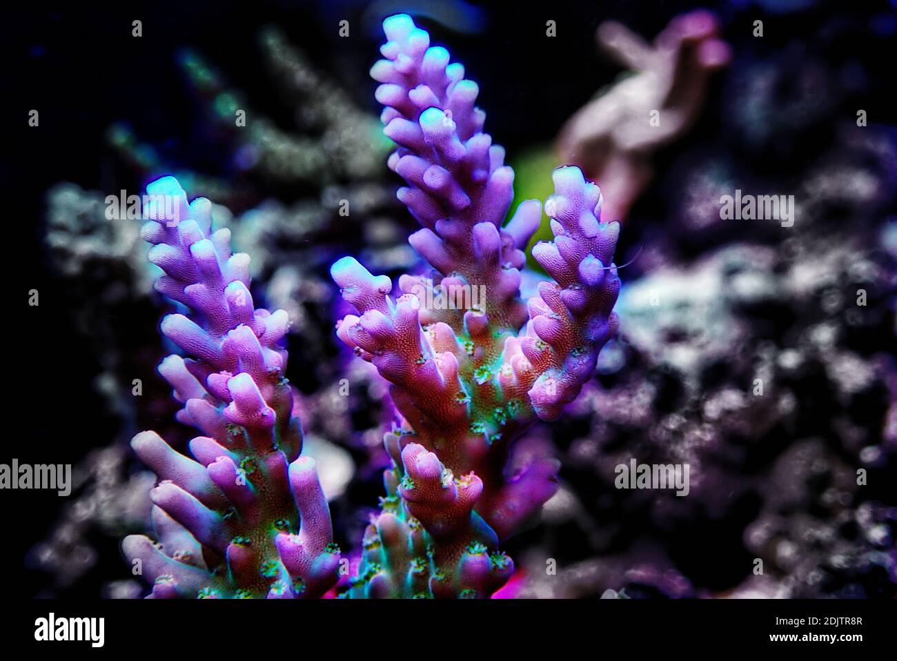 Acropora Microclados species of beautiful stony coral in reef aquarium ...