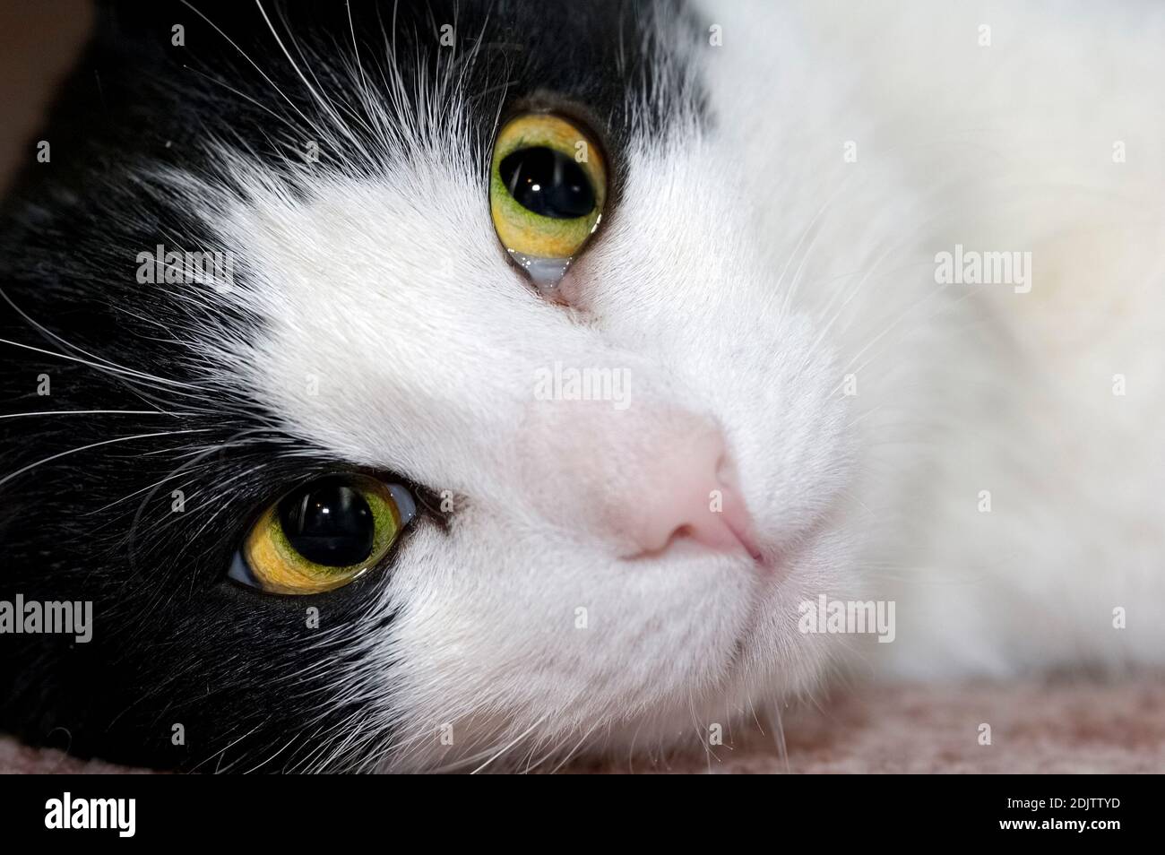 Young cat with big eyes Stock Photo - Alamy