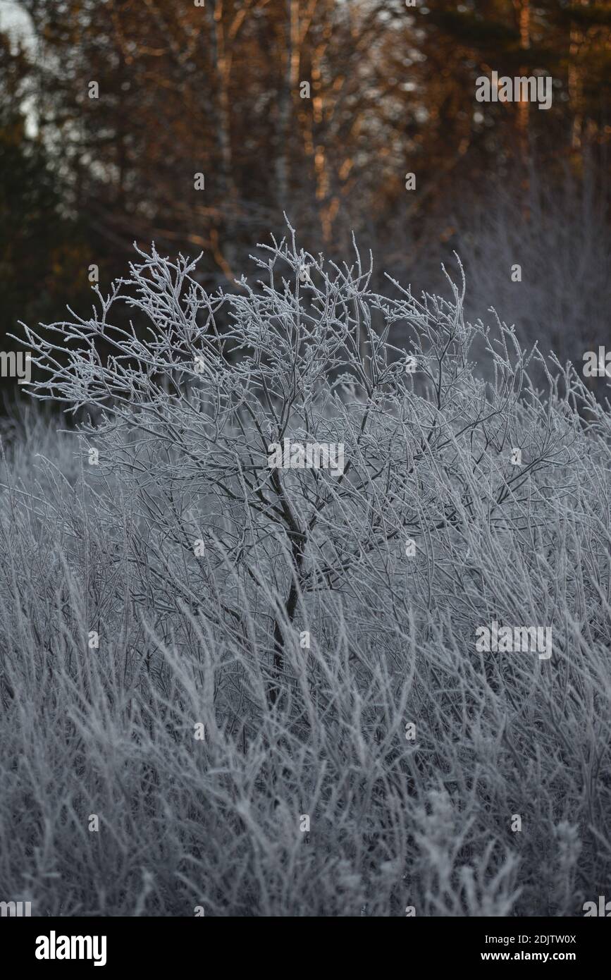 Hoar layer hi-res stock photography and images - Alamy