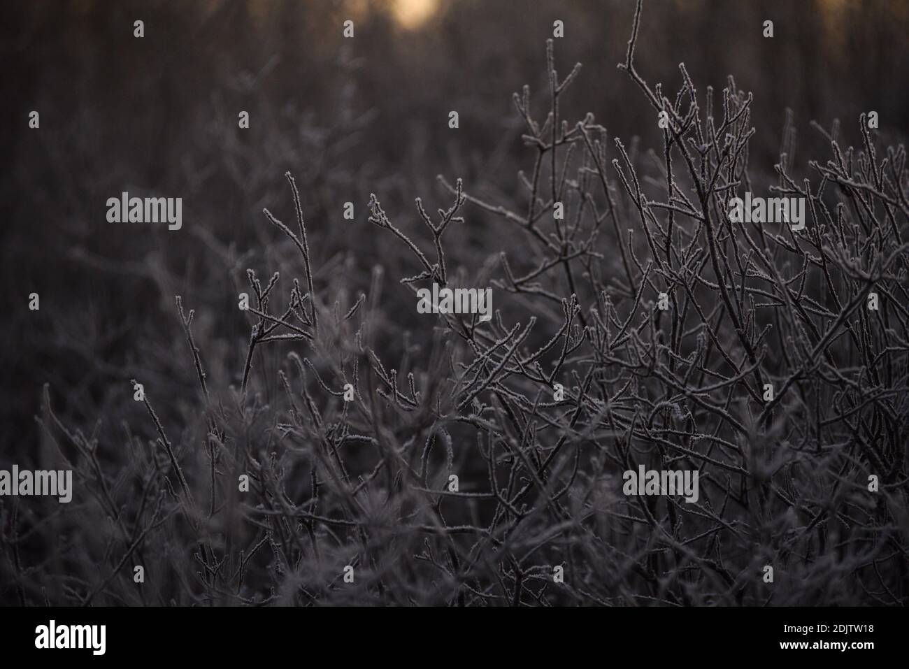 Trees covered with a layer of frost due to severe frost Stock Photo - Alamy