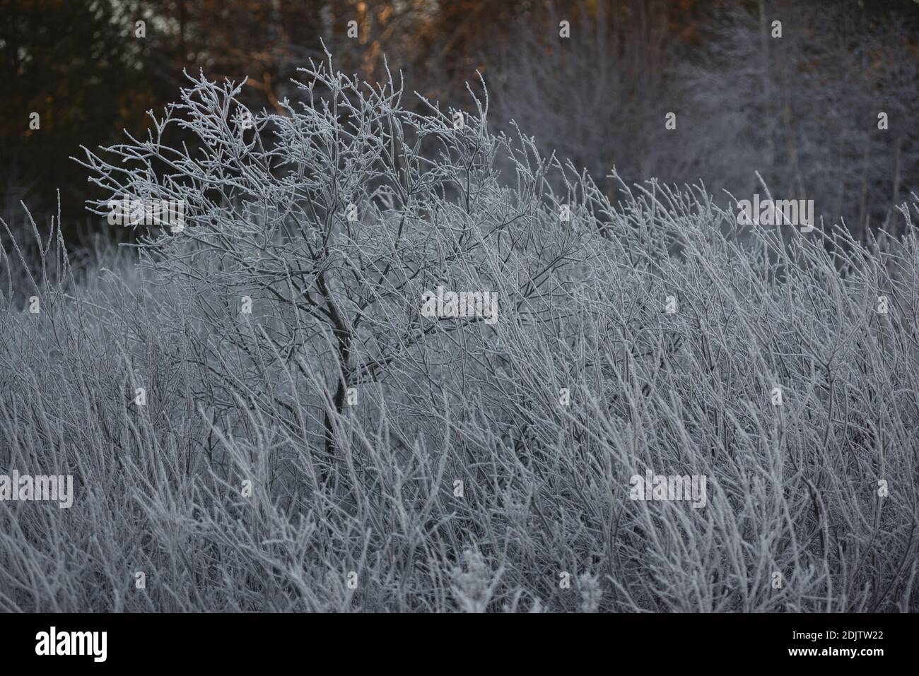 Hoar layer hi-res stock photography and images - Alamy