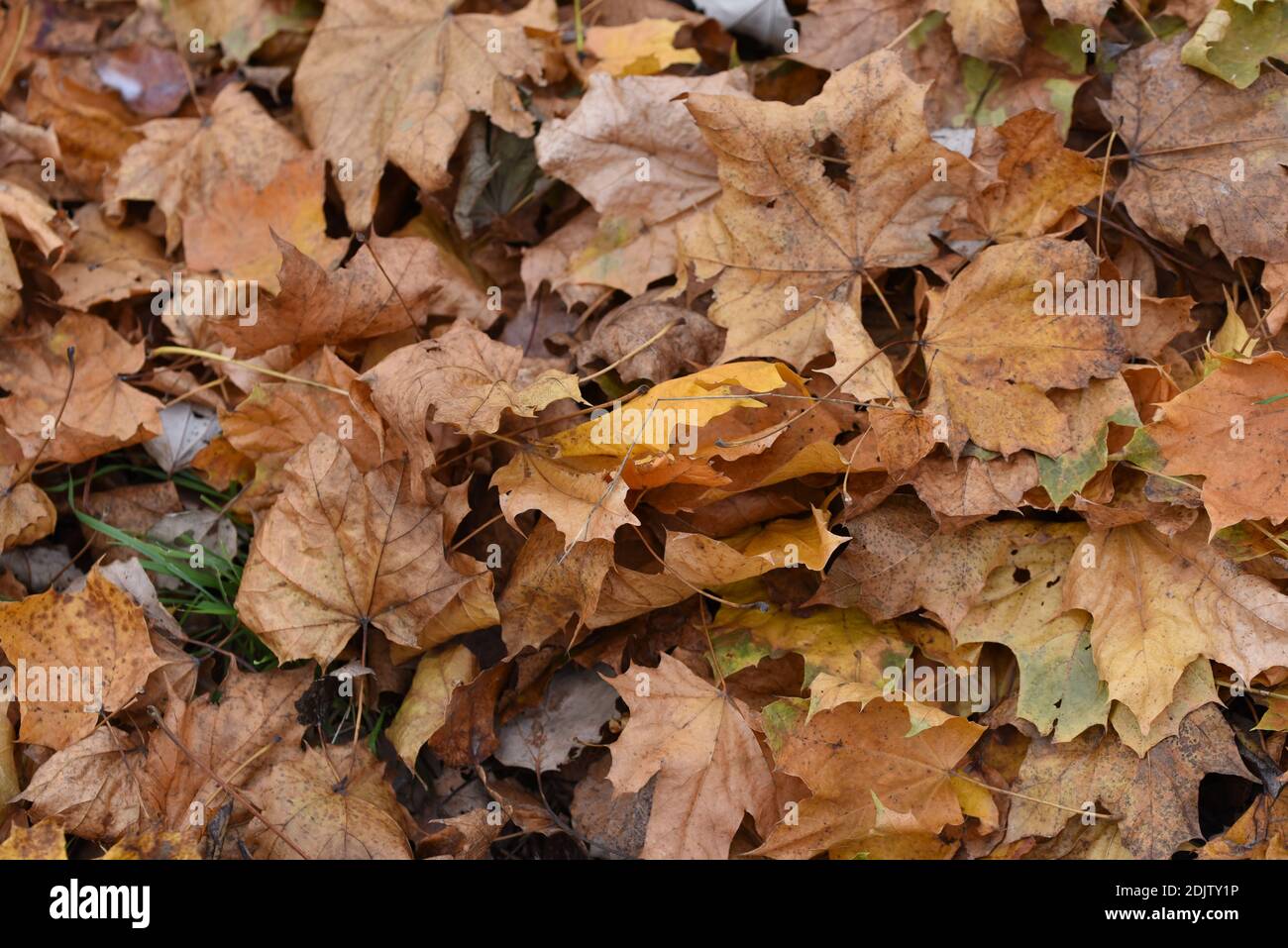 November leaves hi-res stock photography and images - Alamy