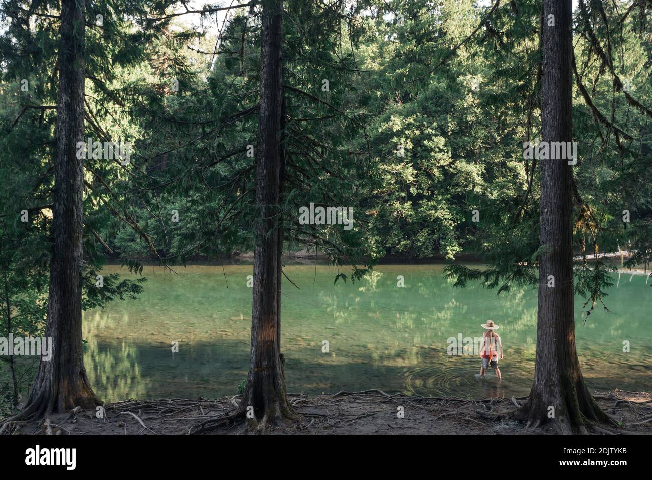 A young man wades into the Ohanapecosh River in Washington Stock Photo ...