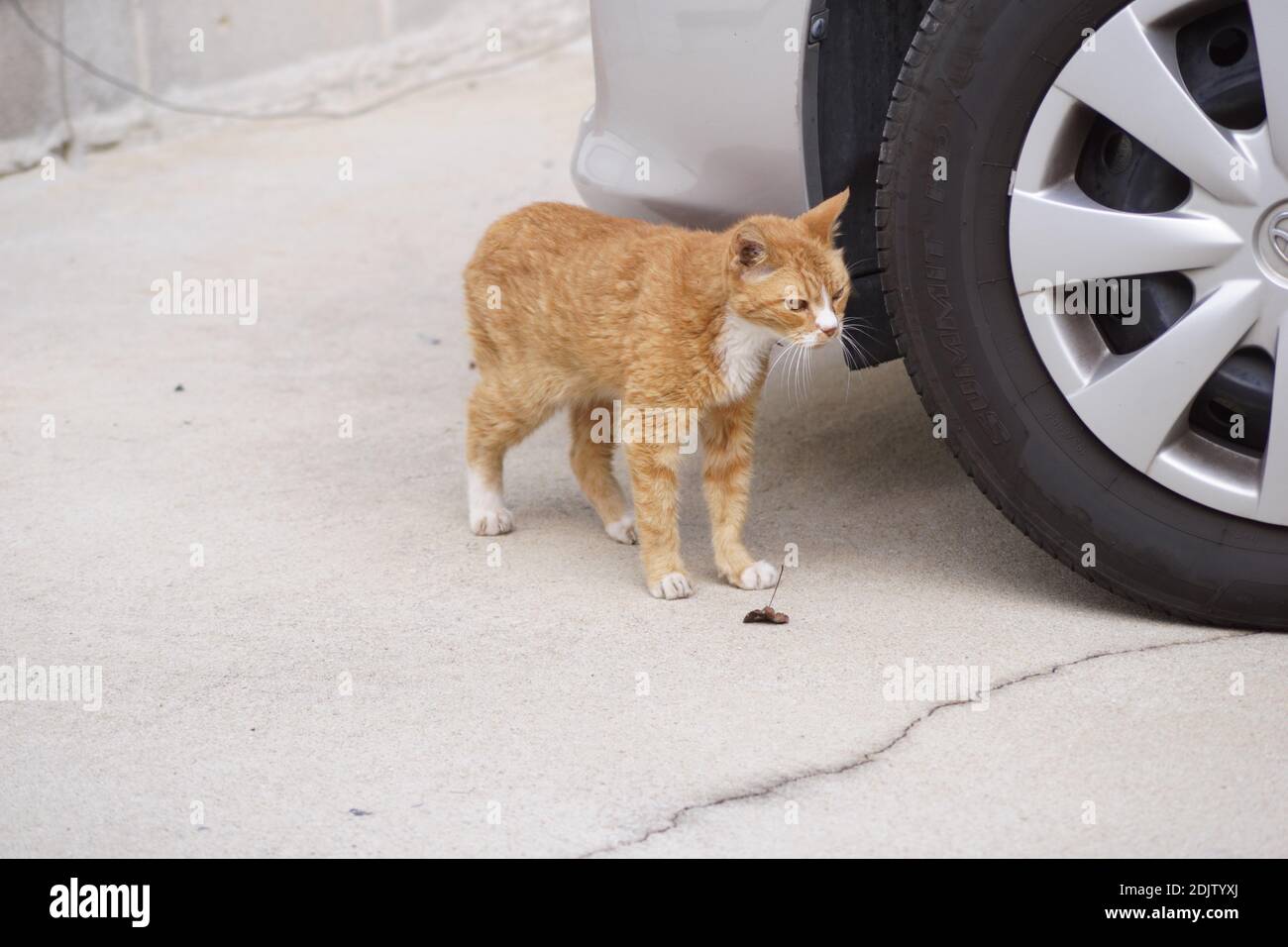Rumpy manx hi-res stock photography and images - Alamy