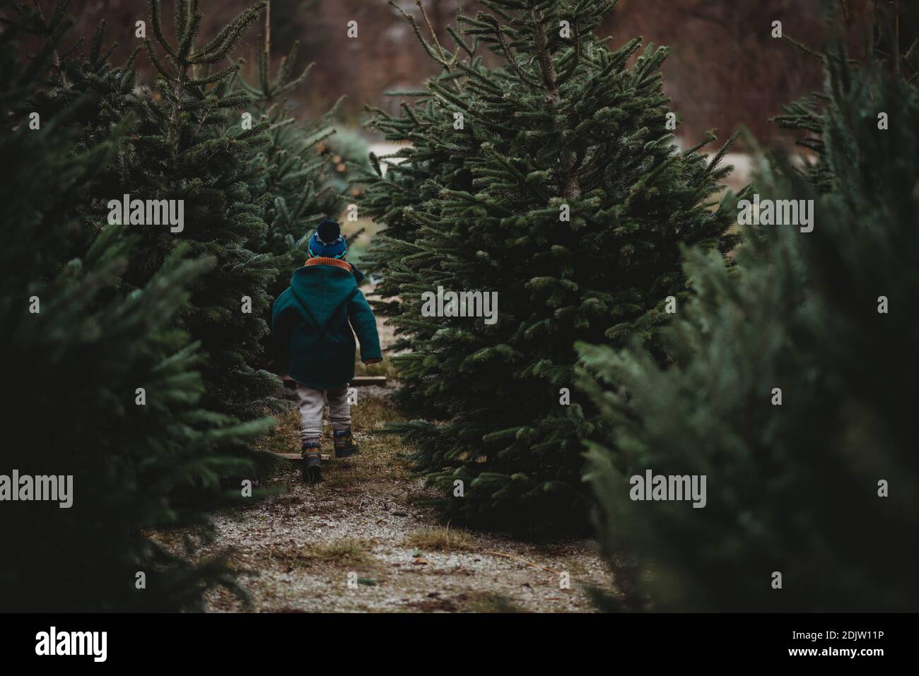 Back view of young child walking among pine trees on cold winter day ...