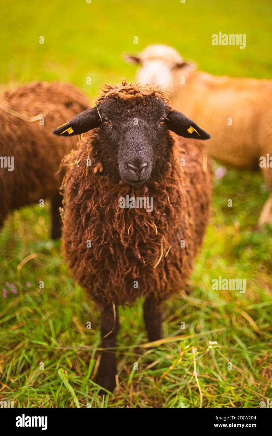 Brown wool, black-faced sheep grazing on a meadow in a herd. Farm with ...