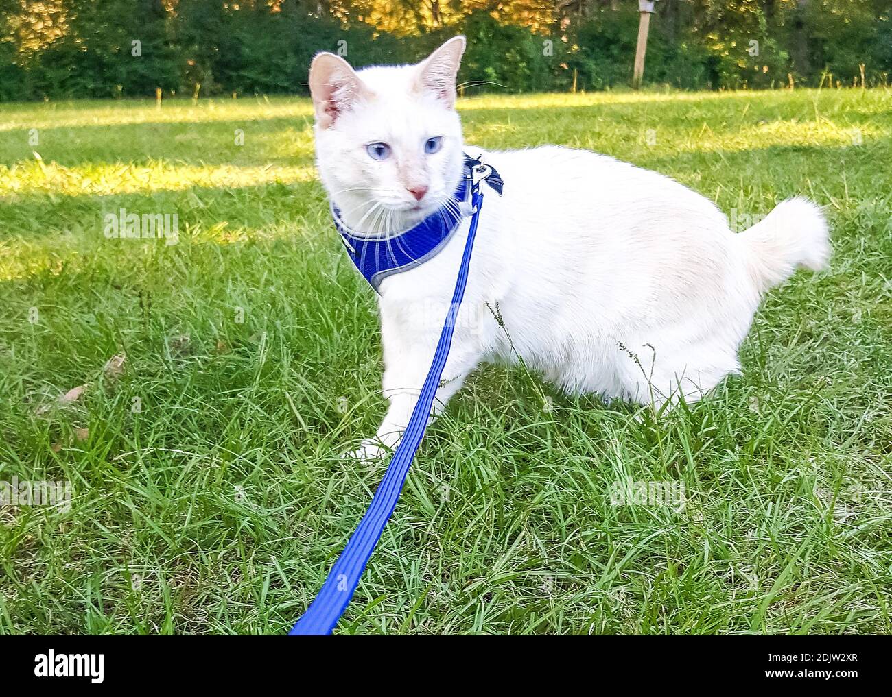 Bobtail cat hi-res stock photography and images - Alamy