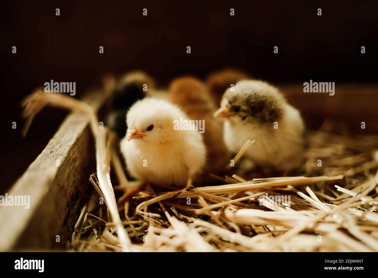 Close up baby chickens hi-res stock photography and images - Alamy