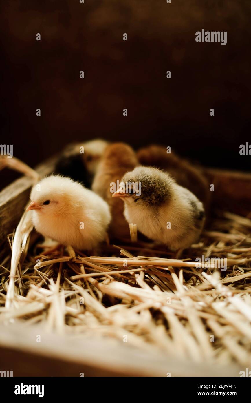 Adorable close up little chickens hi-res stock photography and images ...