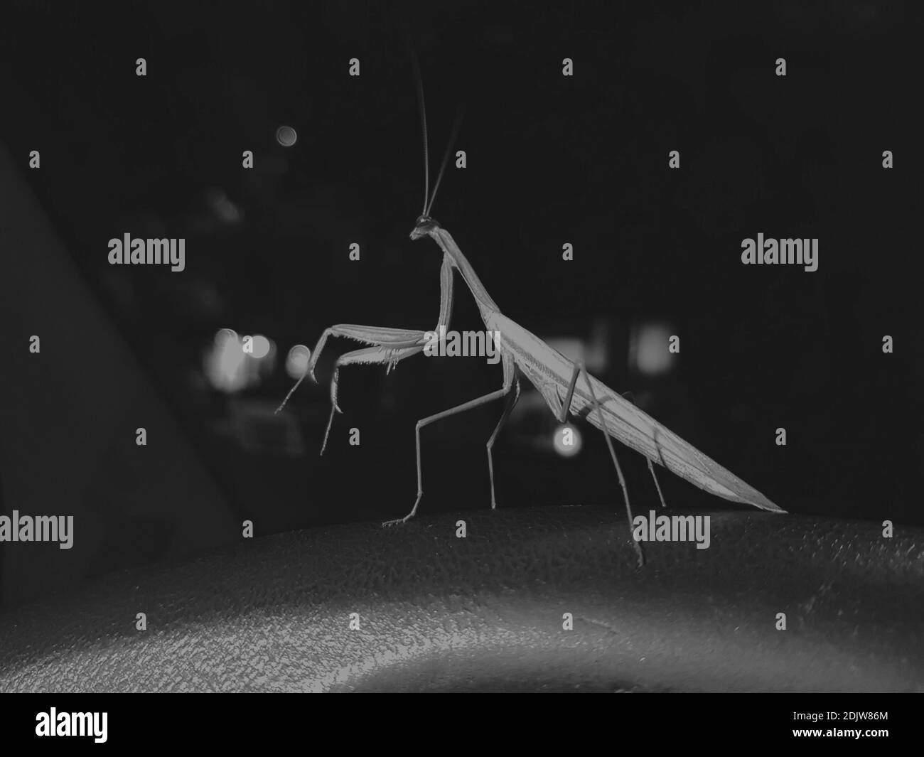 Black and white mantis hi-res stock photography and images - Alamy