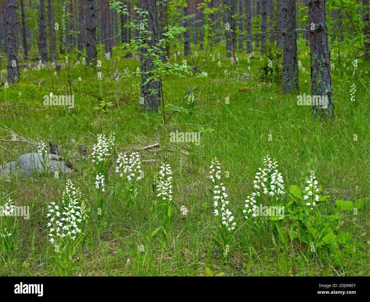 Europe, Sweden, Smaland, Öland Island, white forest lilies in Böda ...