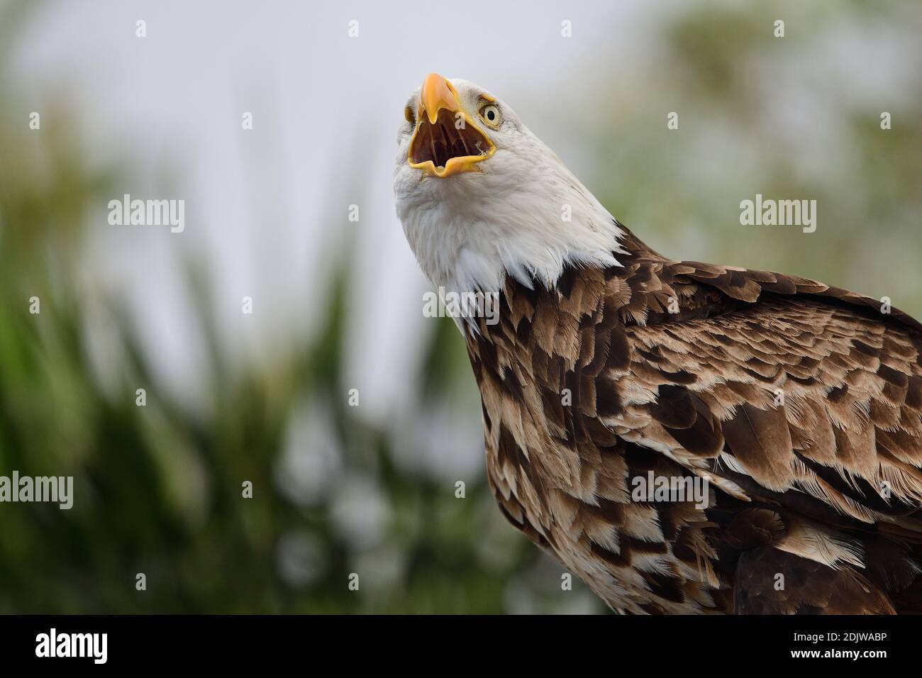 Bald eagle head shot hi-res stock photography and images - Alamy