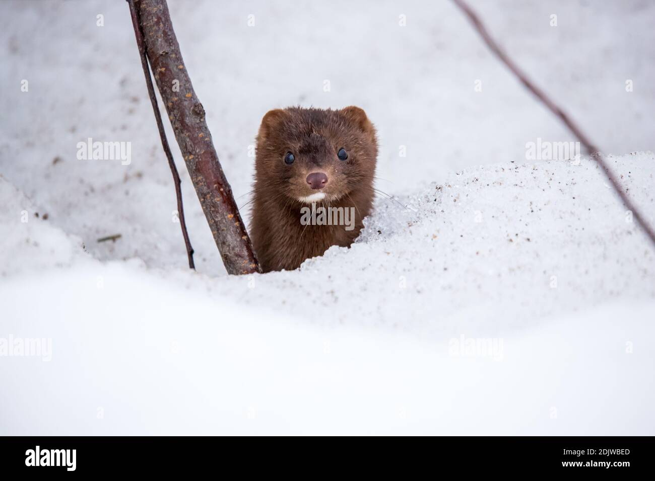 cute mink in winter snow Stock Photo - Alamy