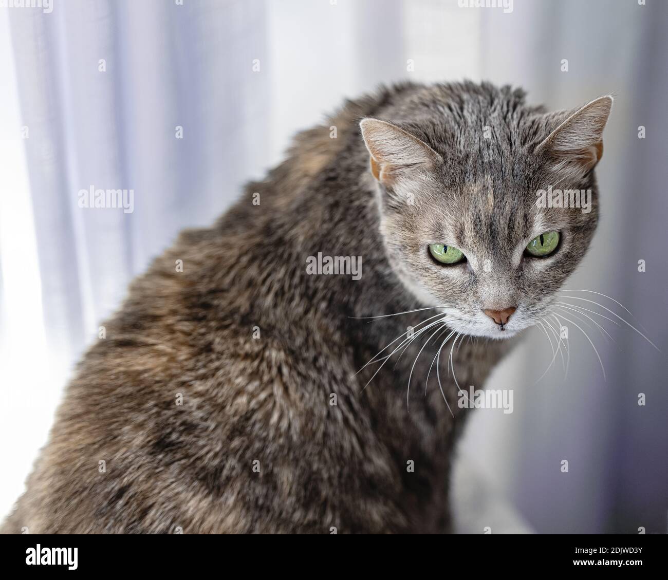 A closeup of a fierce-looking brown cat with beautiful and mesmerizing ...
