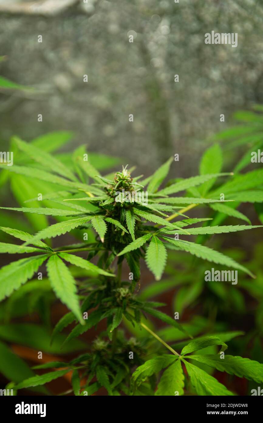 A vertical shot of the cultivation cannabis plant, addictive substance ...