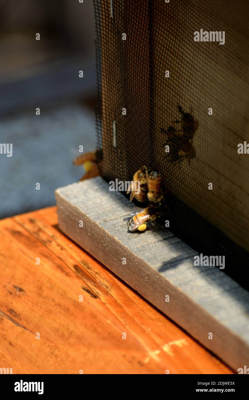 Bee robber hi-res stock photography and images - Alamy