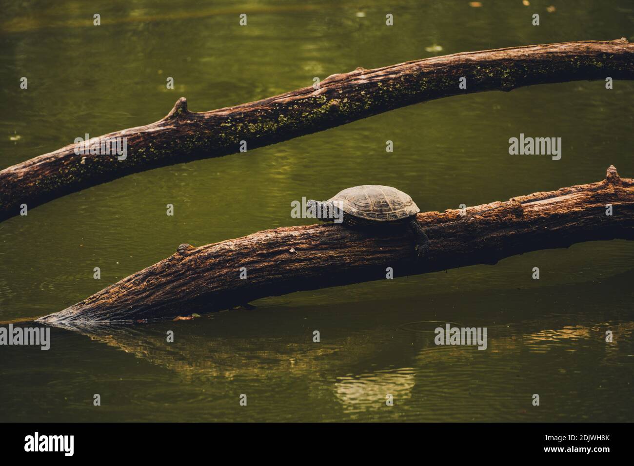 Shot turtle on log hi-res stock photography and images - Alamy