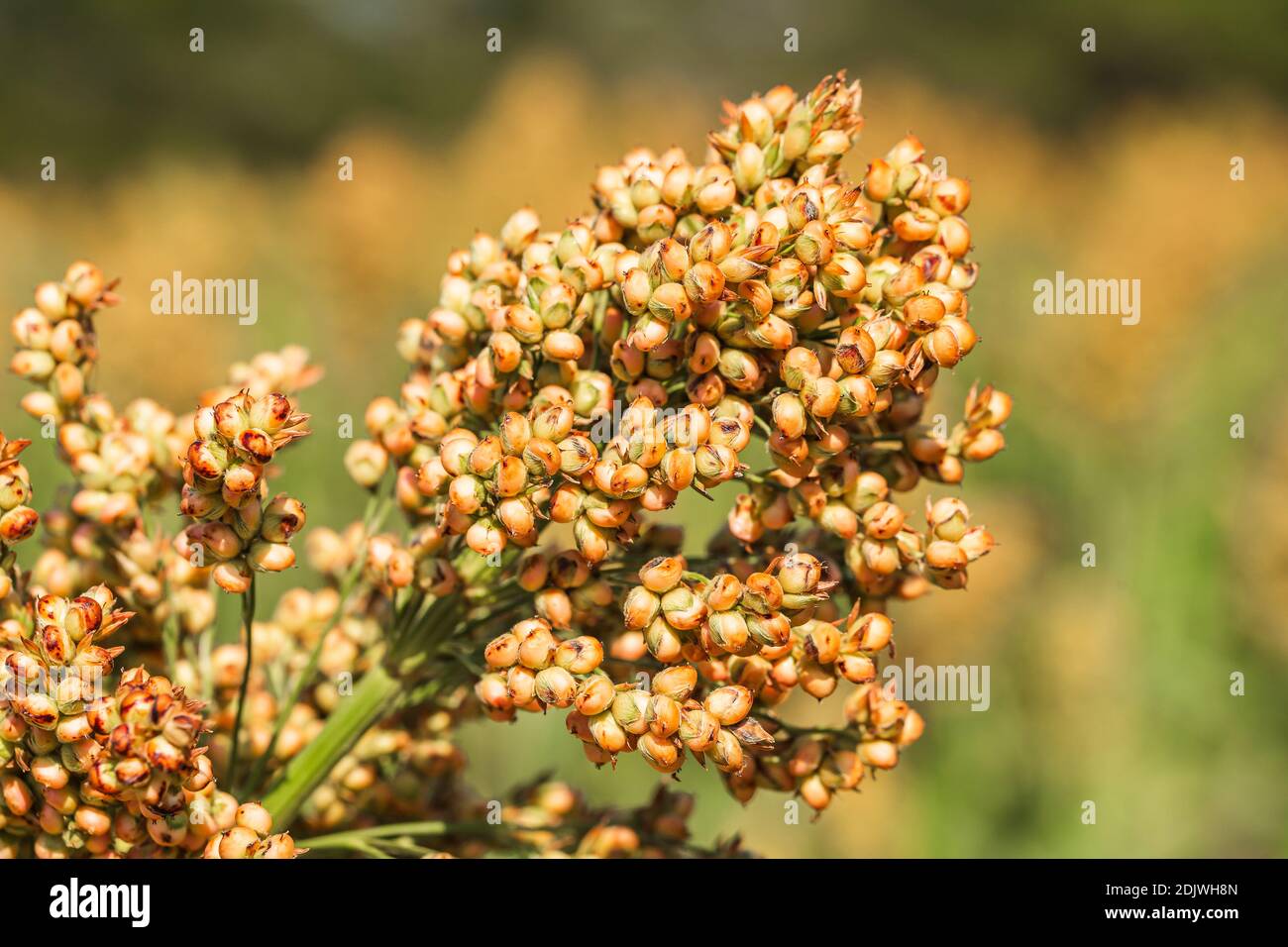 Finger millet field hi-res stock photography and images - Alamy