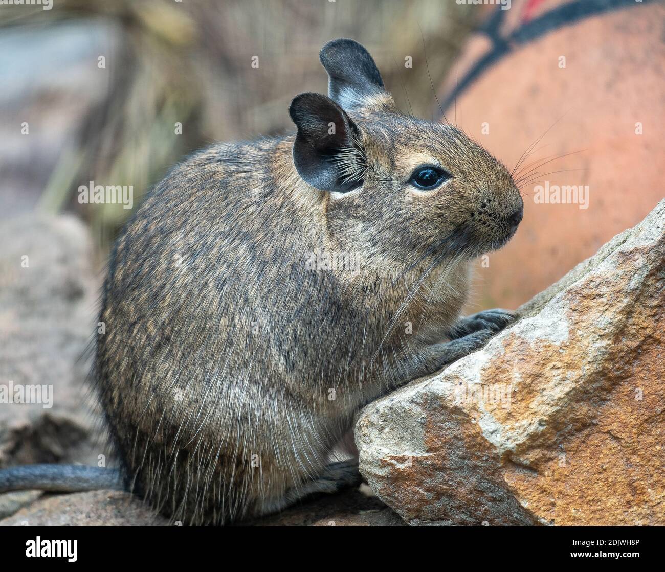 Woodrat hi-res stock photography and images - Alamy