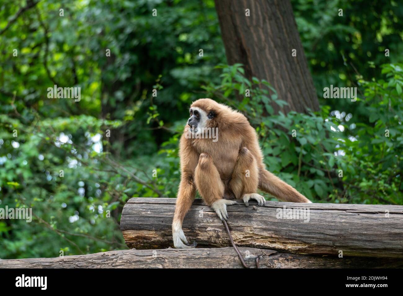 Colobine hi-res stock photography and images - Alamy