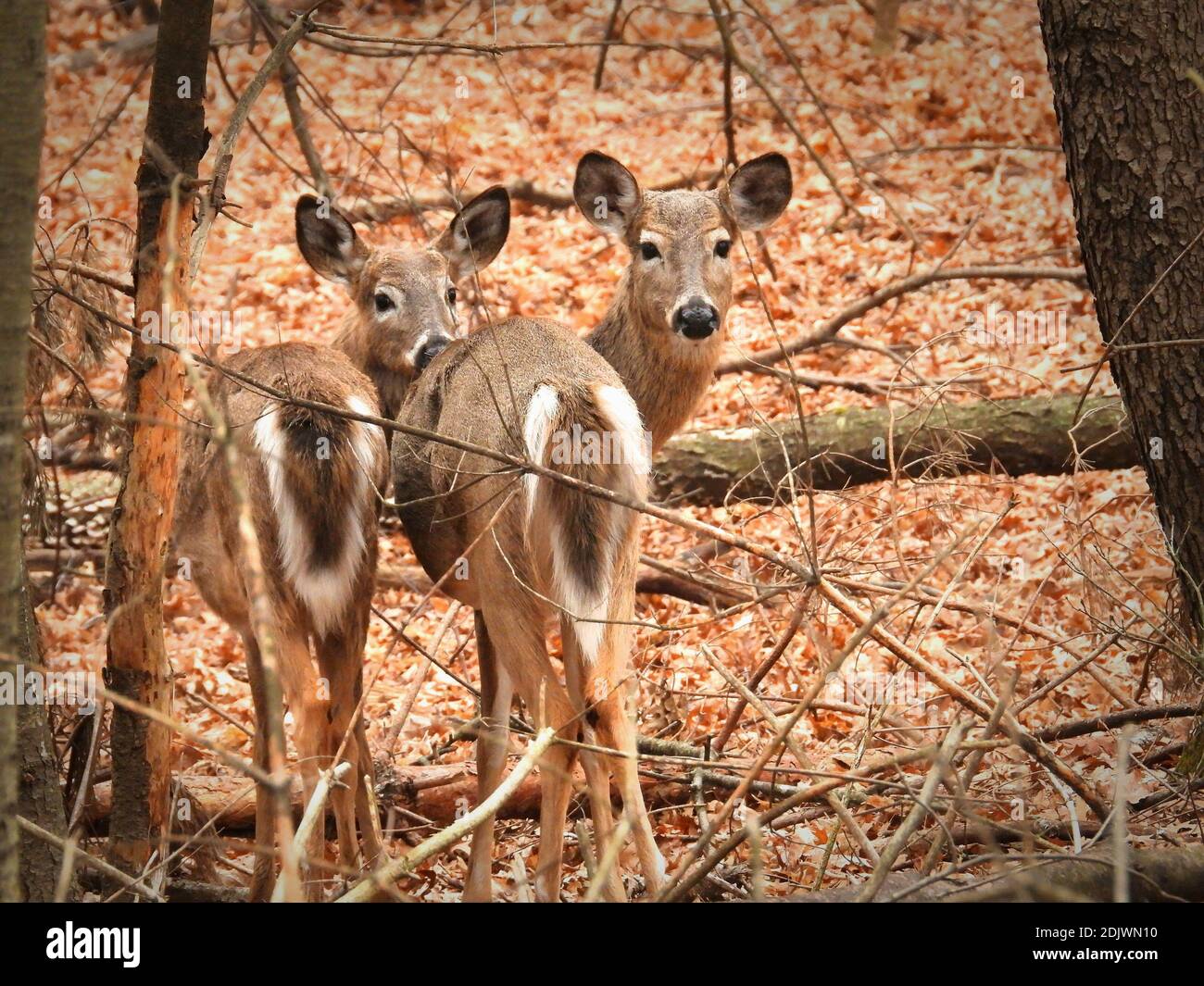 White Tailed Deer Yearling High Resolution Stock Photography and Images ...