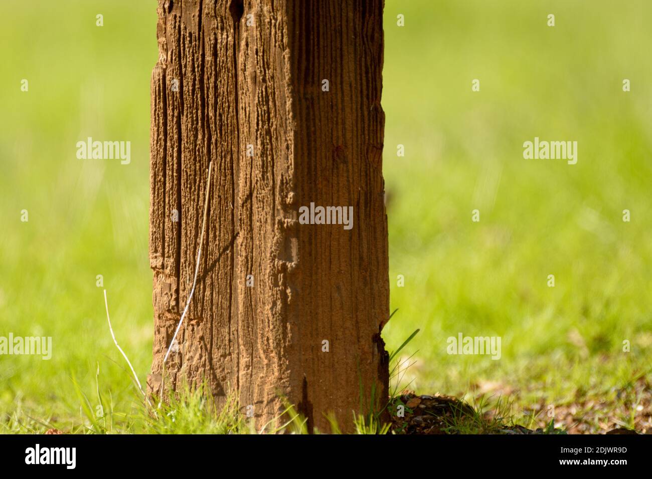 Old wood post decaying in green grass field Stock Photo - Alamy