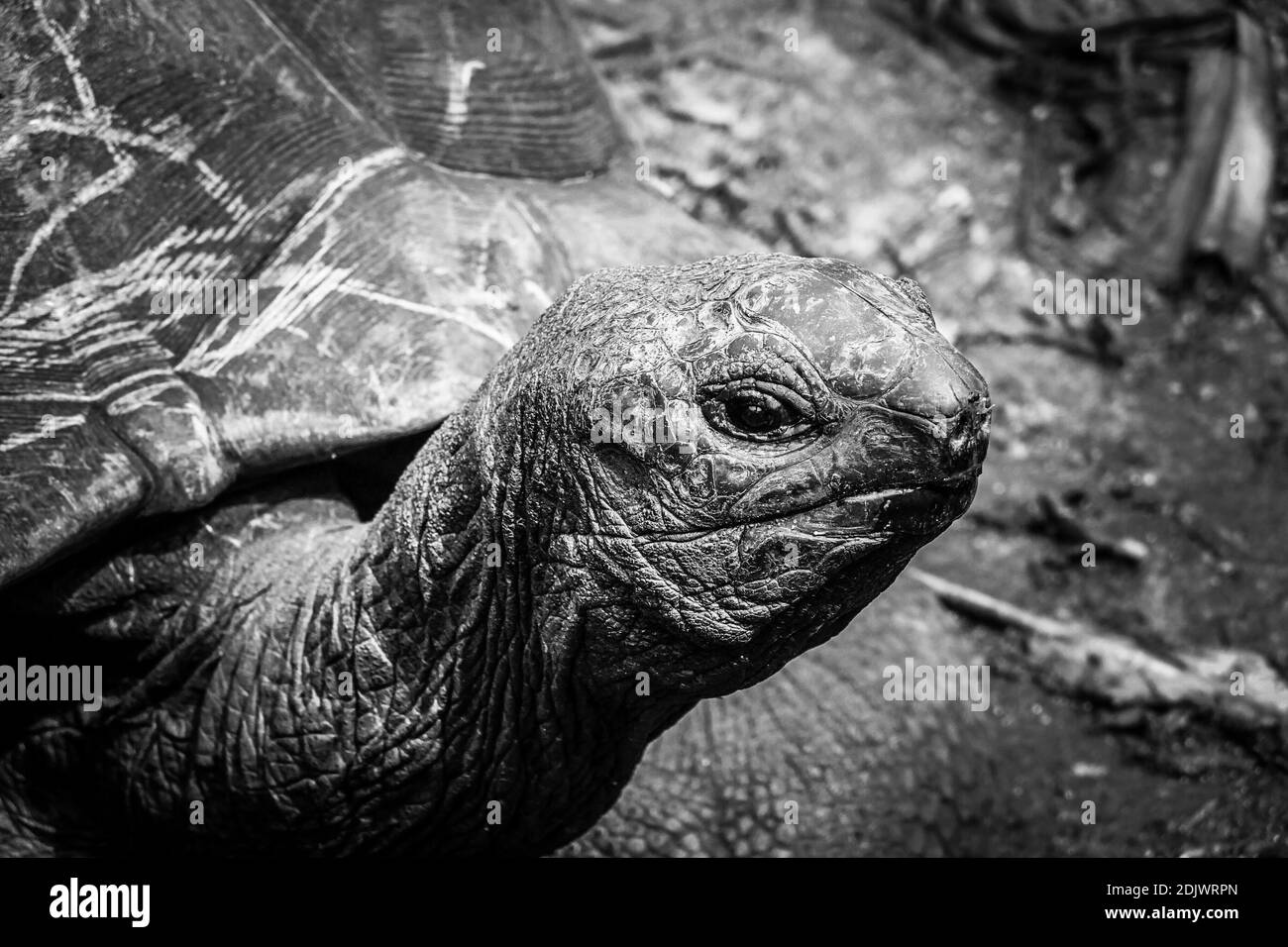 Black Tortoise Black and White Stock Photos & Images - Alamy