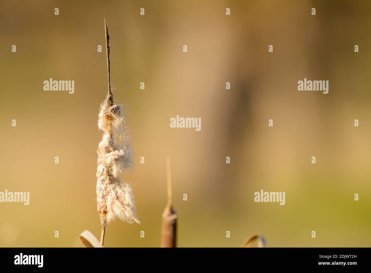 Cattail reed seed pod falling apart dispersing seeds Stock Photo - Alamy