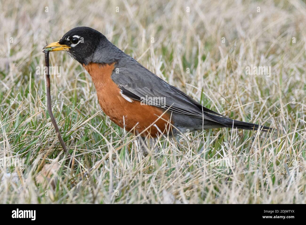 Eating earthworm hi-res stock photography and images - Alamy
