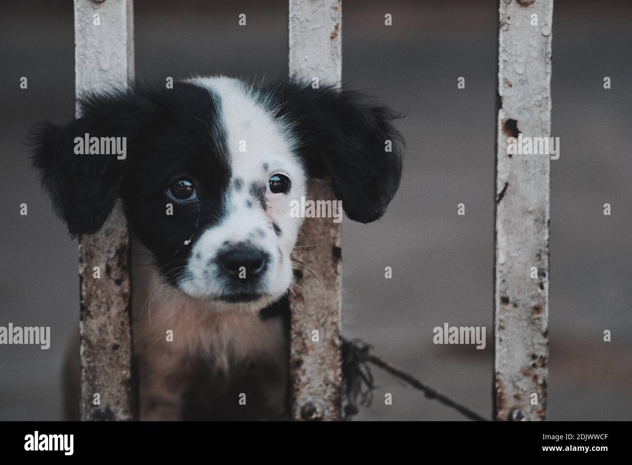 Dog peeking through fence hi-res stock photography and images - Alamy