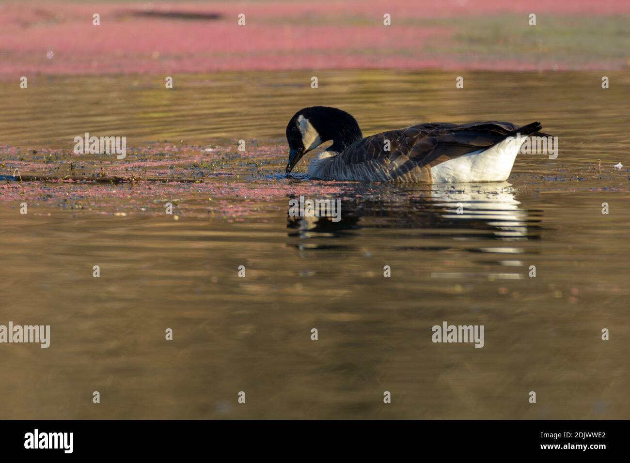 Dabbling geese hi-res stock photography and images - Alamy